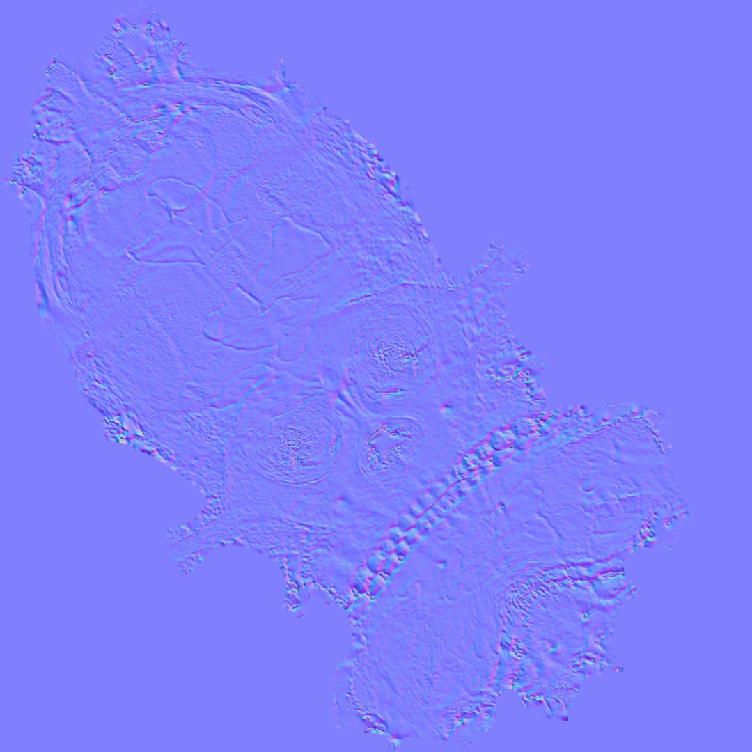 3D Skull Australopithecus Model - TurboSquid 1321210