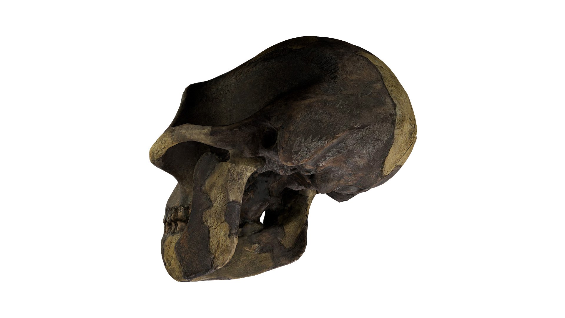 3D Skull Australopithecus Model - TurboSquid 1321210