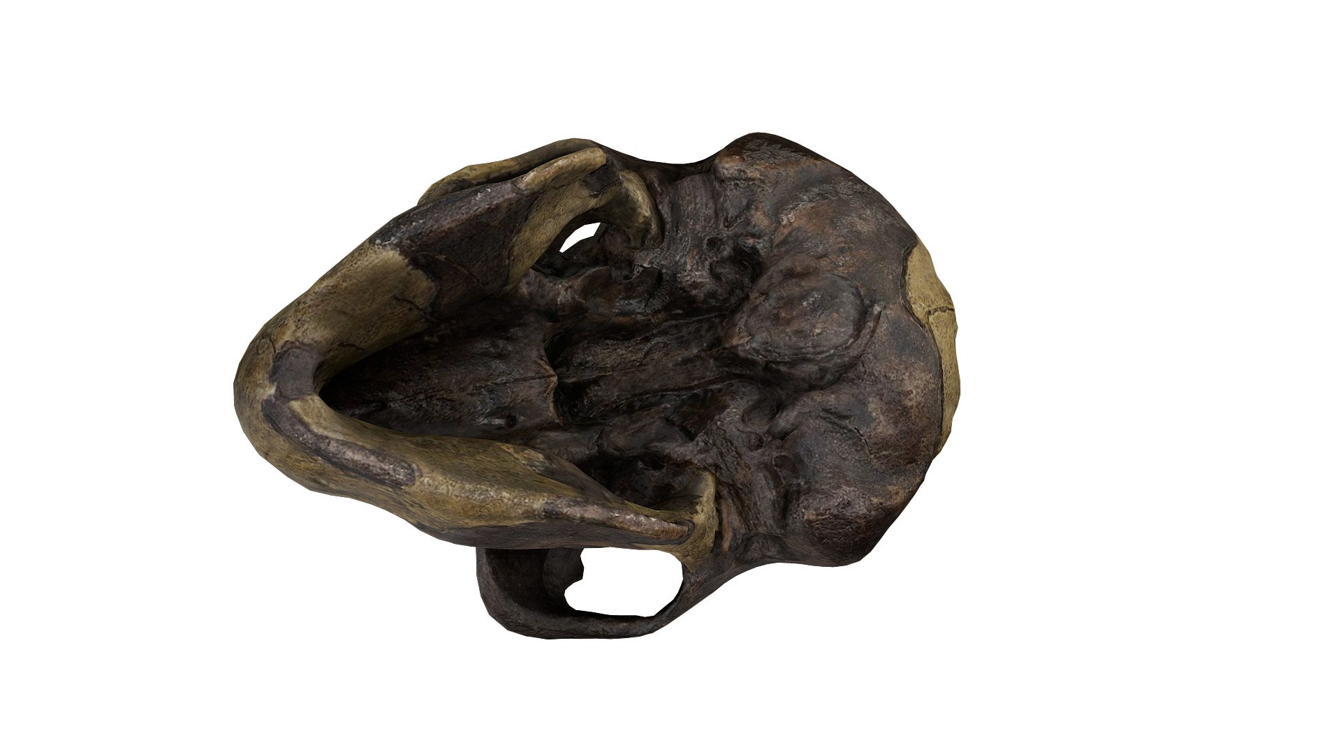 3D Skull Australopithecus Model - TurboSquid 1321210