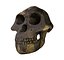 3D Skull Australopithecus Model - TurboSquid 1321210