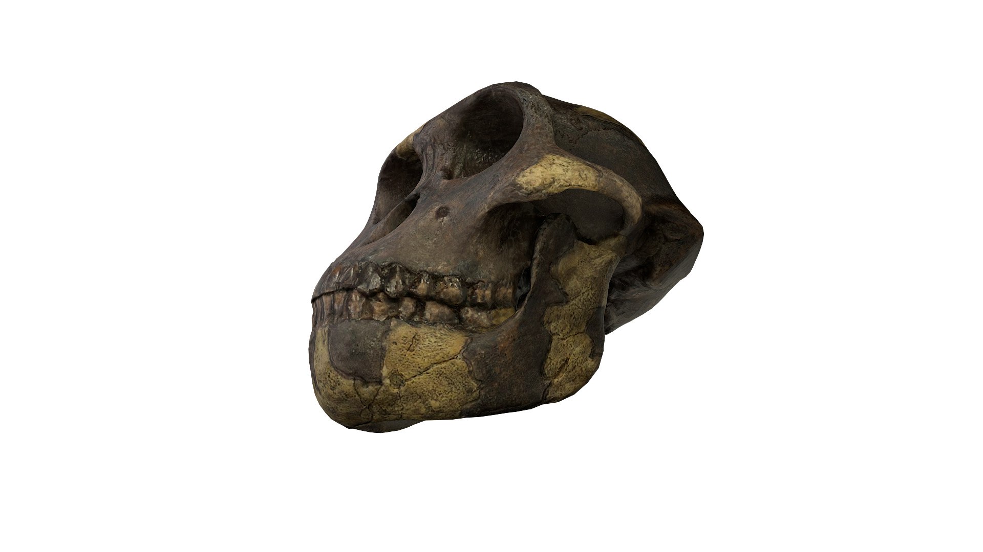 3D Skull Australopithecus Model - TurboSquid 1321210