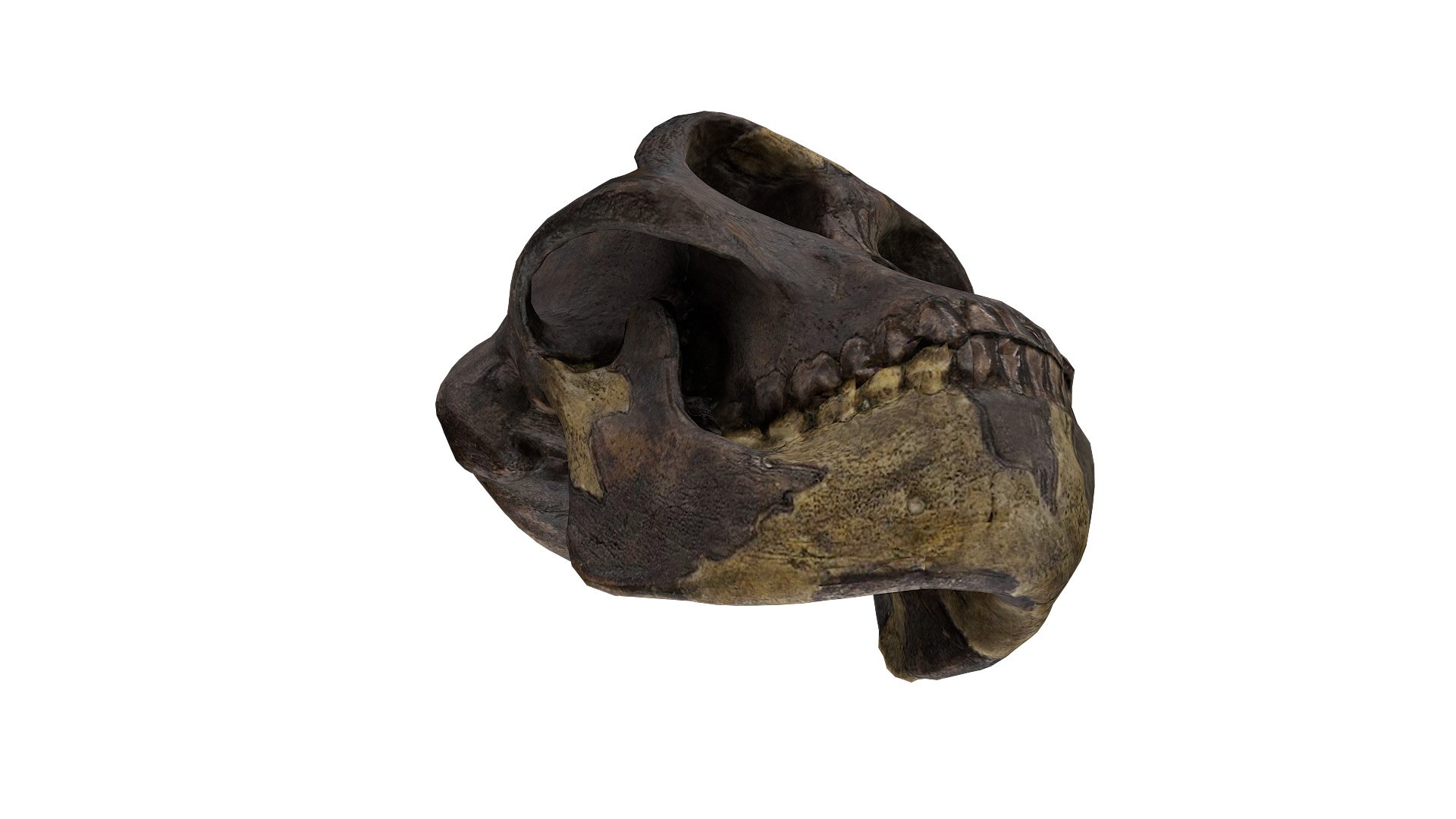 3D Skull Australopithecus Model - TurboSquid 1321210