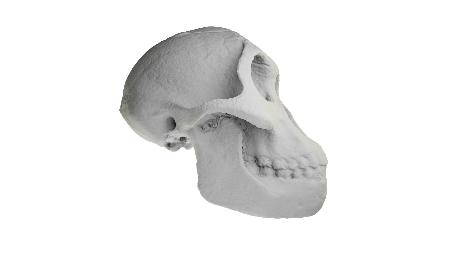 3D Skull Australopithecus Model - TurboSquid 1321210
