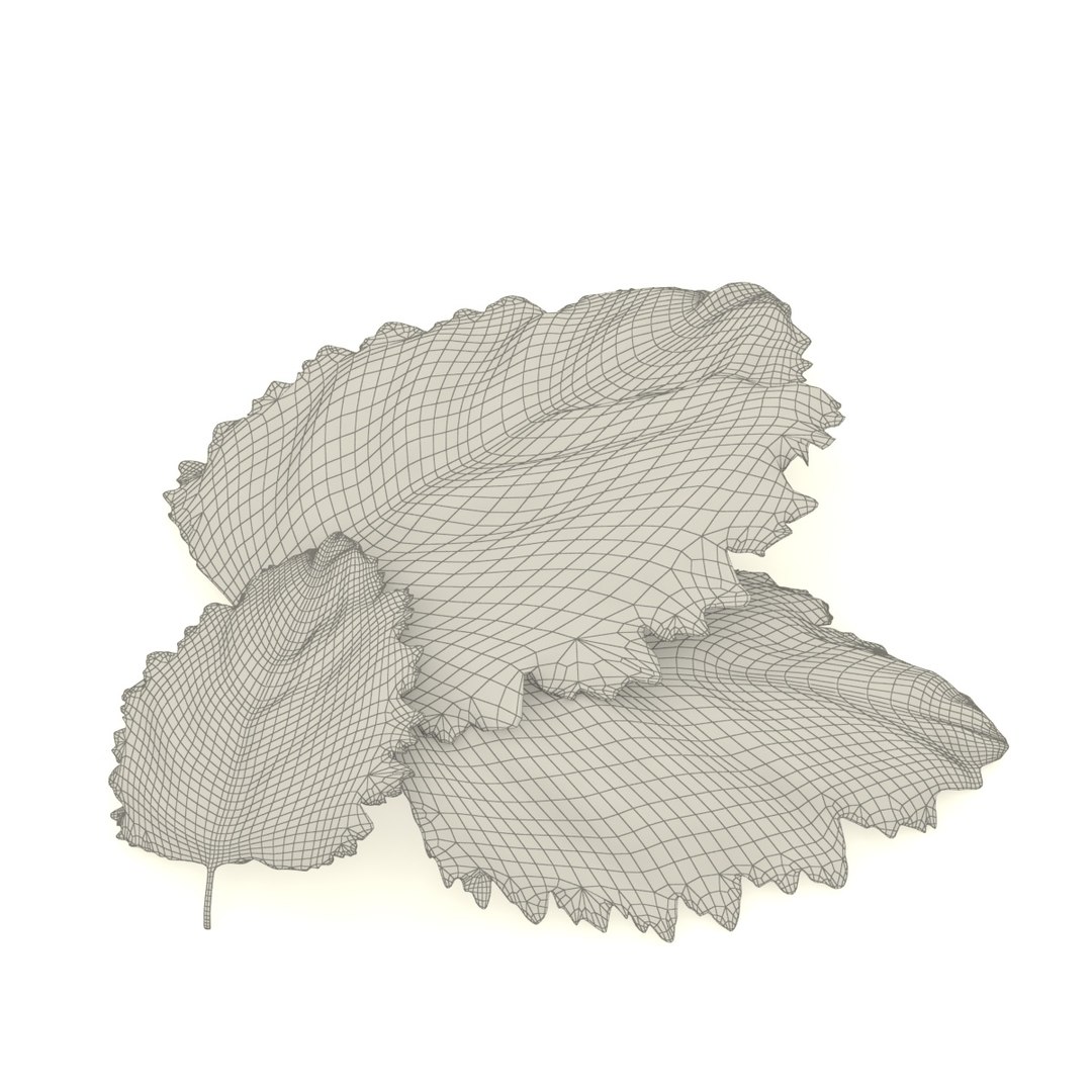 Patchouli Leaf 3D Model - TurboSquid 1533537