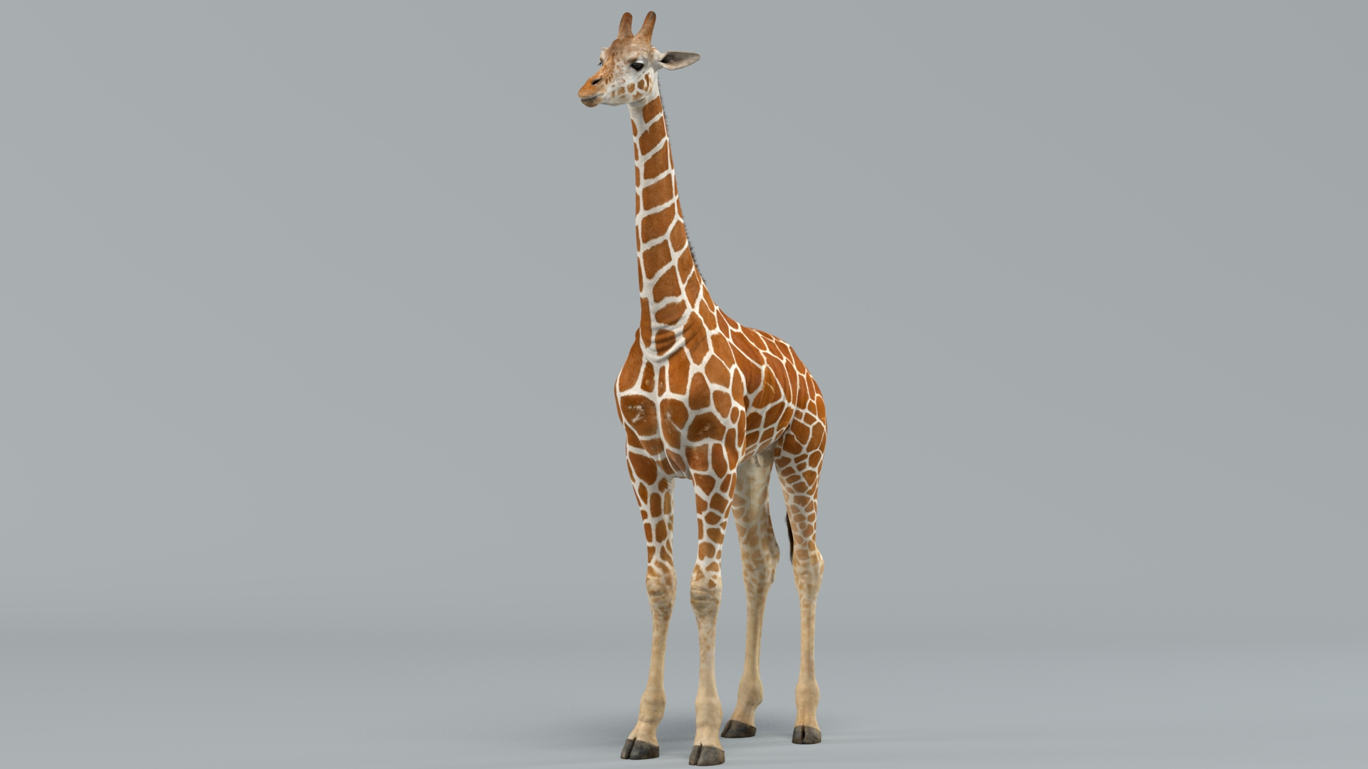 3D Realistic Giraffe - TurboSquid 1705562