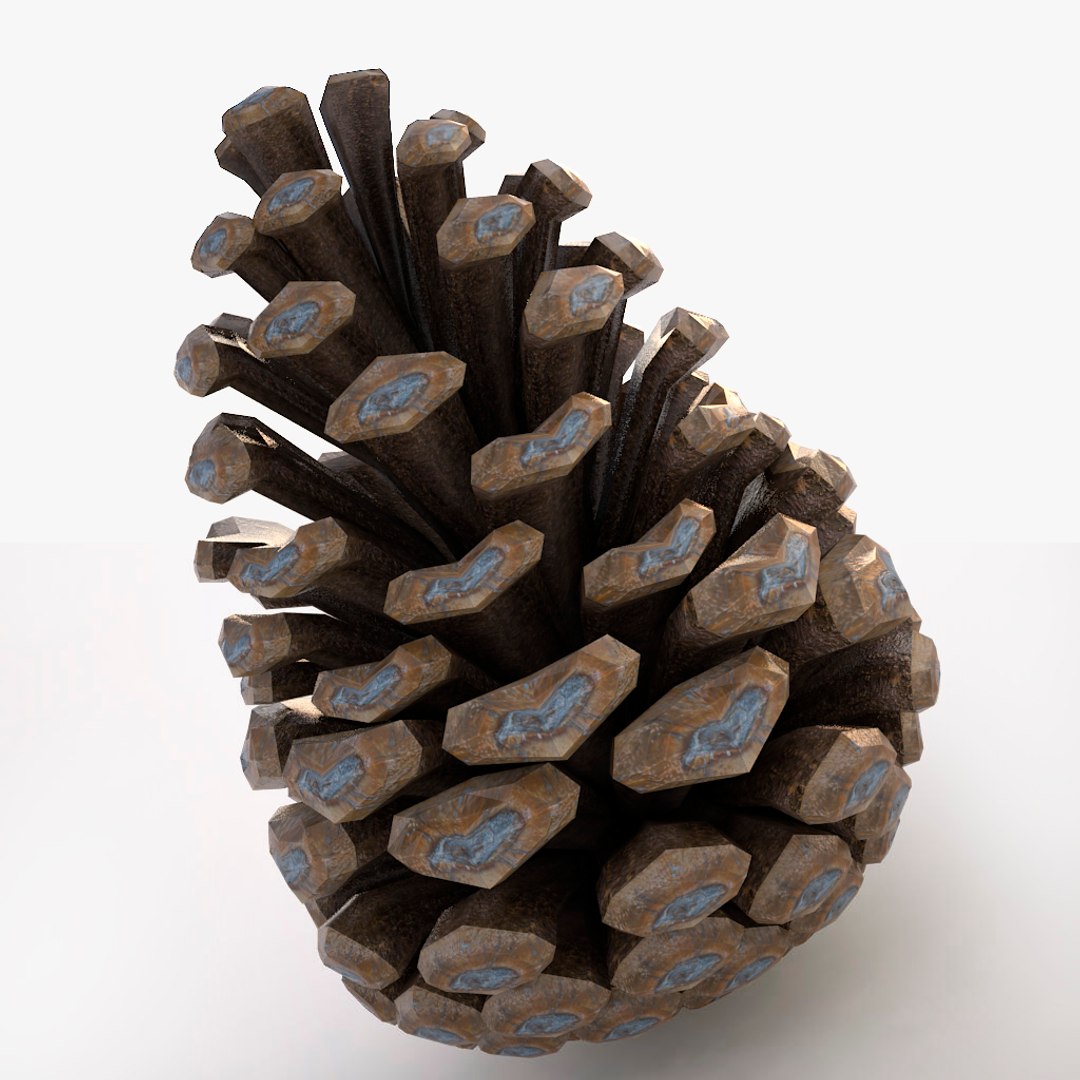 3d Model Pine Cone