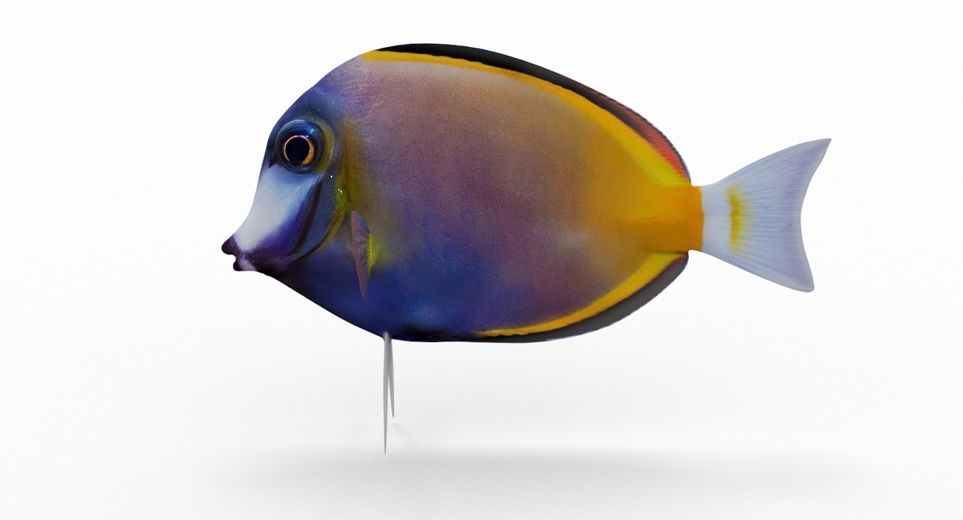 3D Blue Tang Animation Model - TurboSquid 1289396