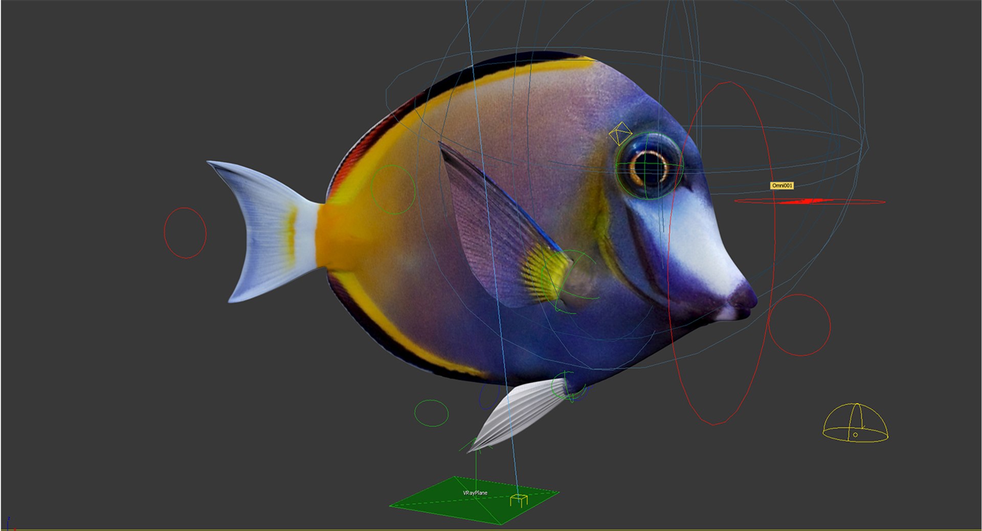 3D Blue Tang Animation Model - TurboSquid 1289396