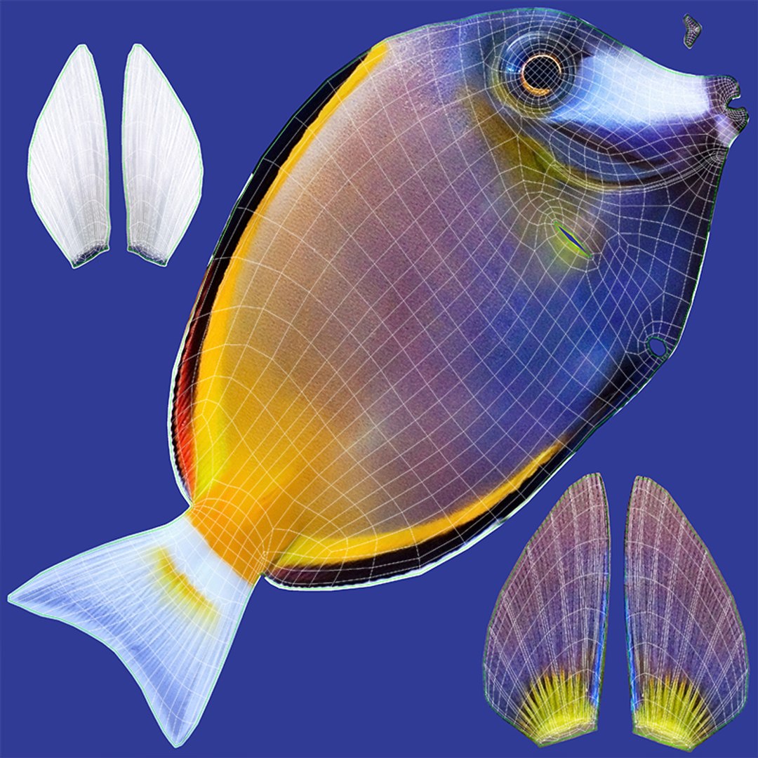 3D Blue Tang Animation Model - TurboSquid 1289396