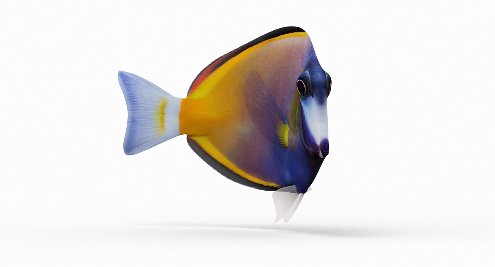 3D Blue Tang Animation Model - TurboSquid 1289396