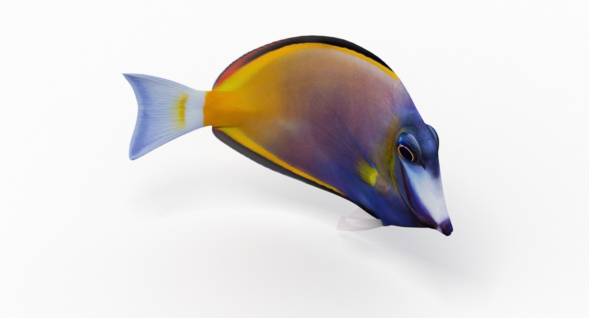 3D Blue Tang Animation Model - TurboSquid 1289396