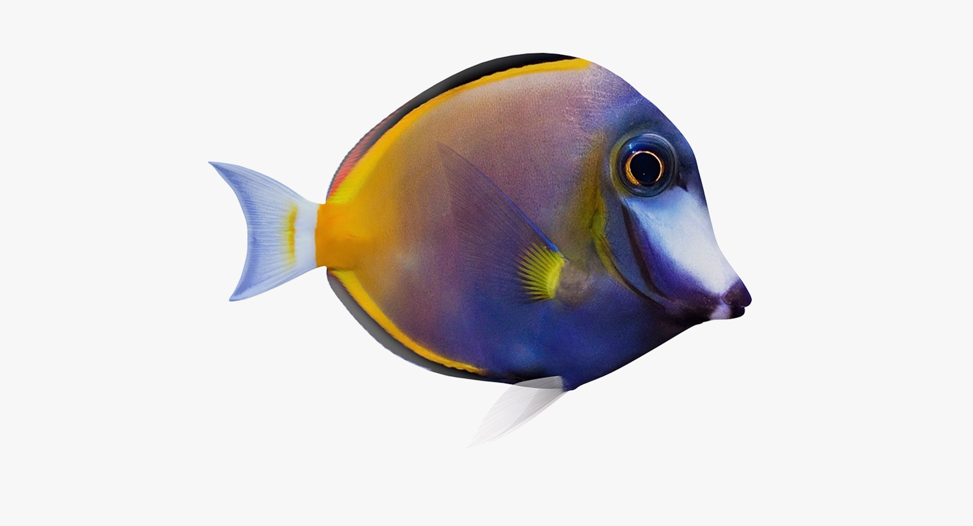 3D Blue Tang Animation Model - TurboSquid 1289396