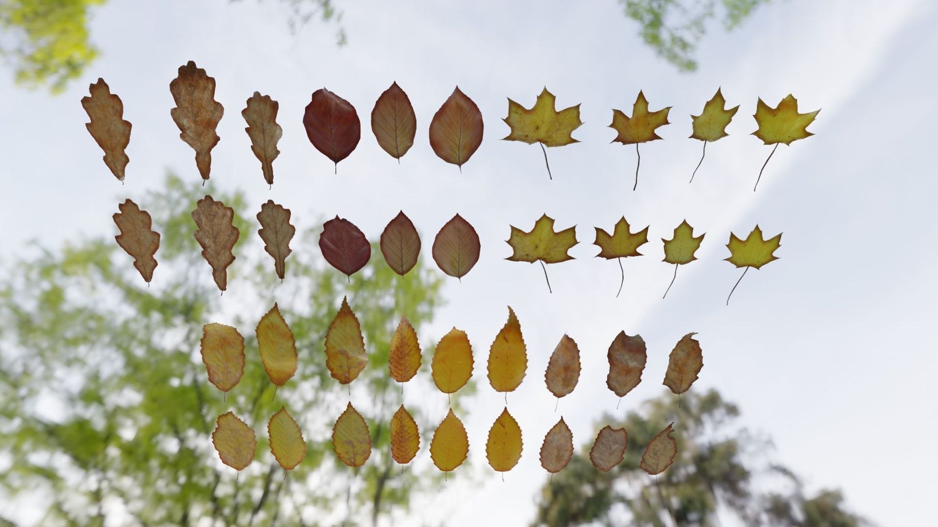 3D Fall Autumn Leaves Pack - TurboSquid 1807651