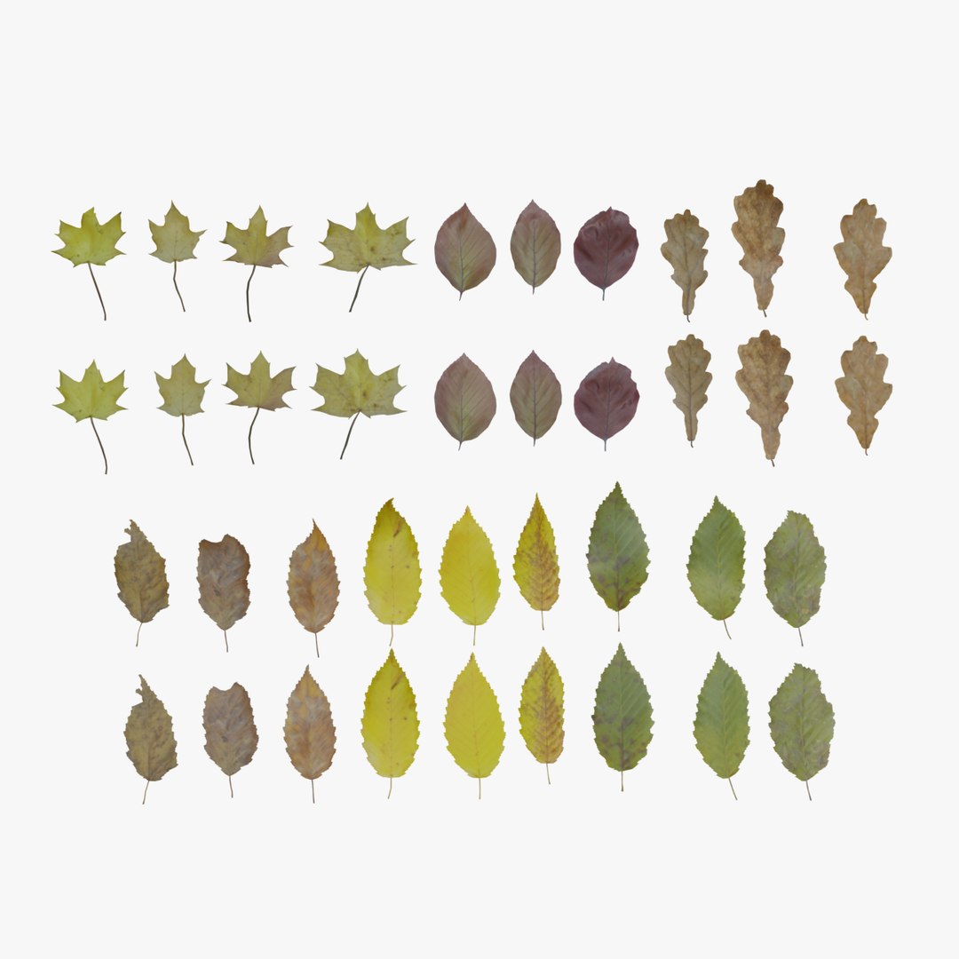 3D Fall Autumn Leaves Pack - TurboSquid 1807651