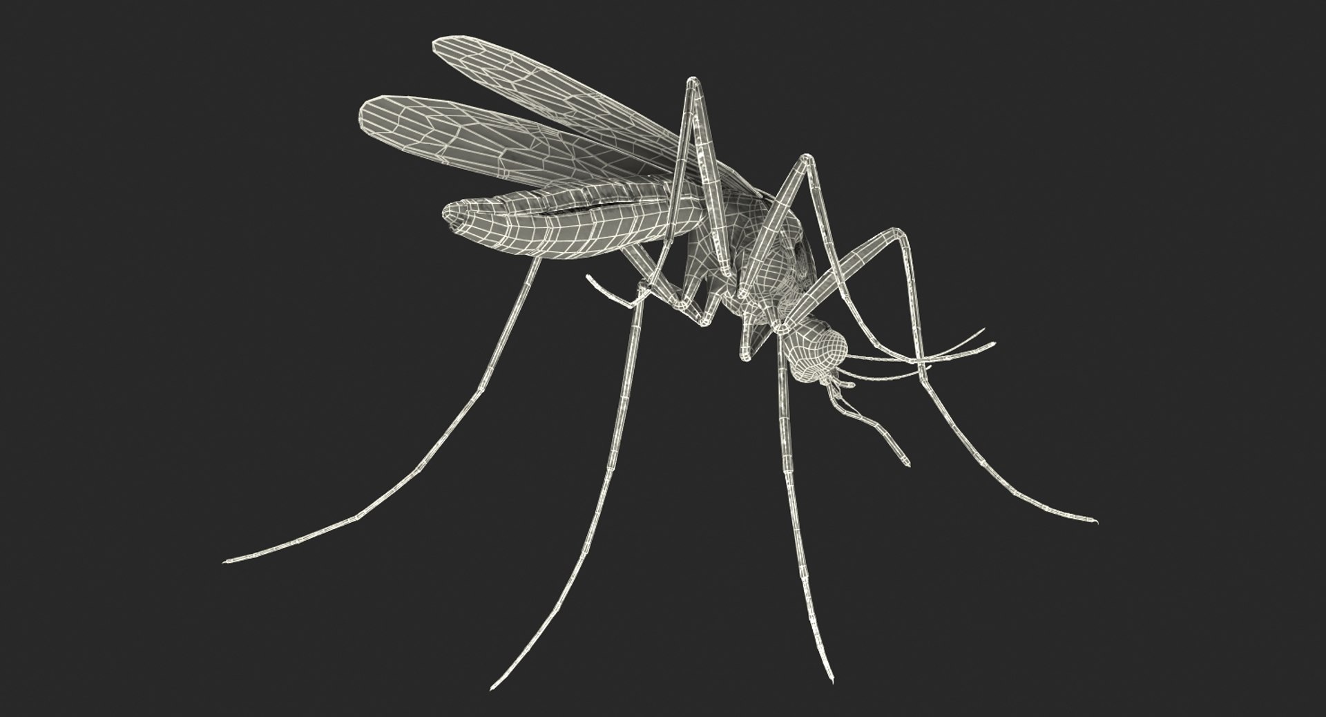 3d Mosquito Fur Model