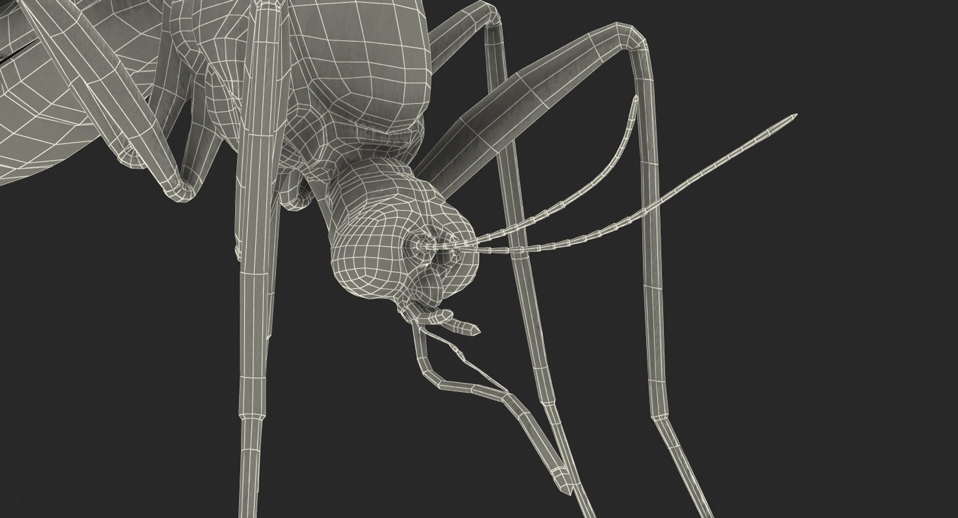 3d Mosquito Fur Model