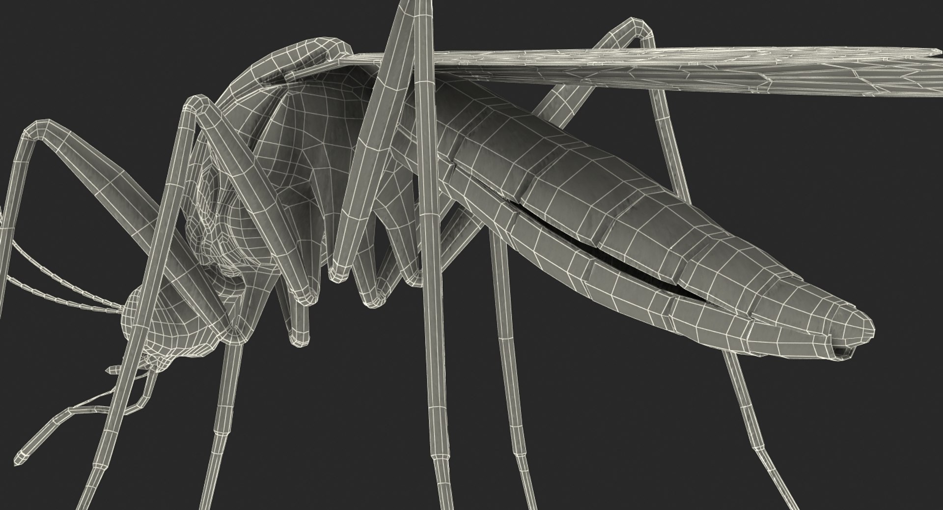3d Mosquito Fur Model