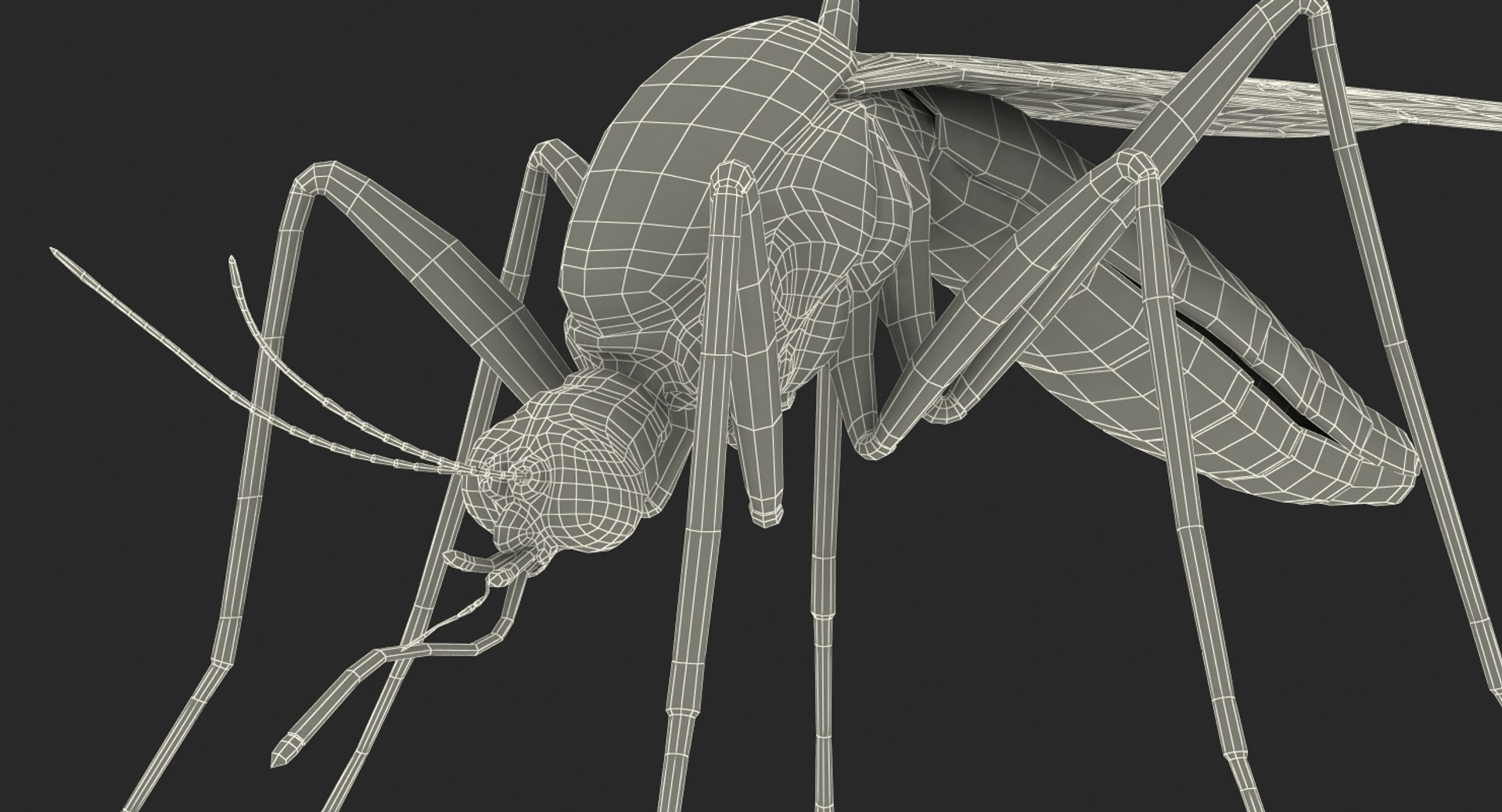 3d Mosquito Fur Model