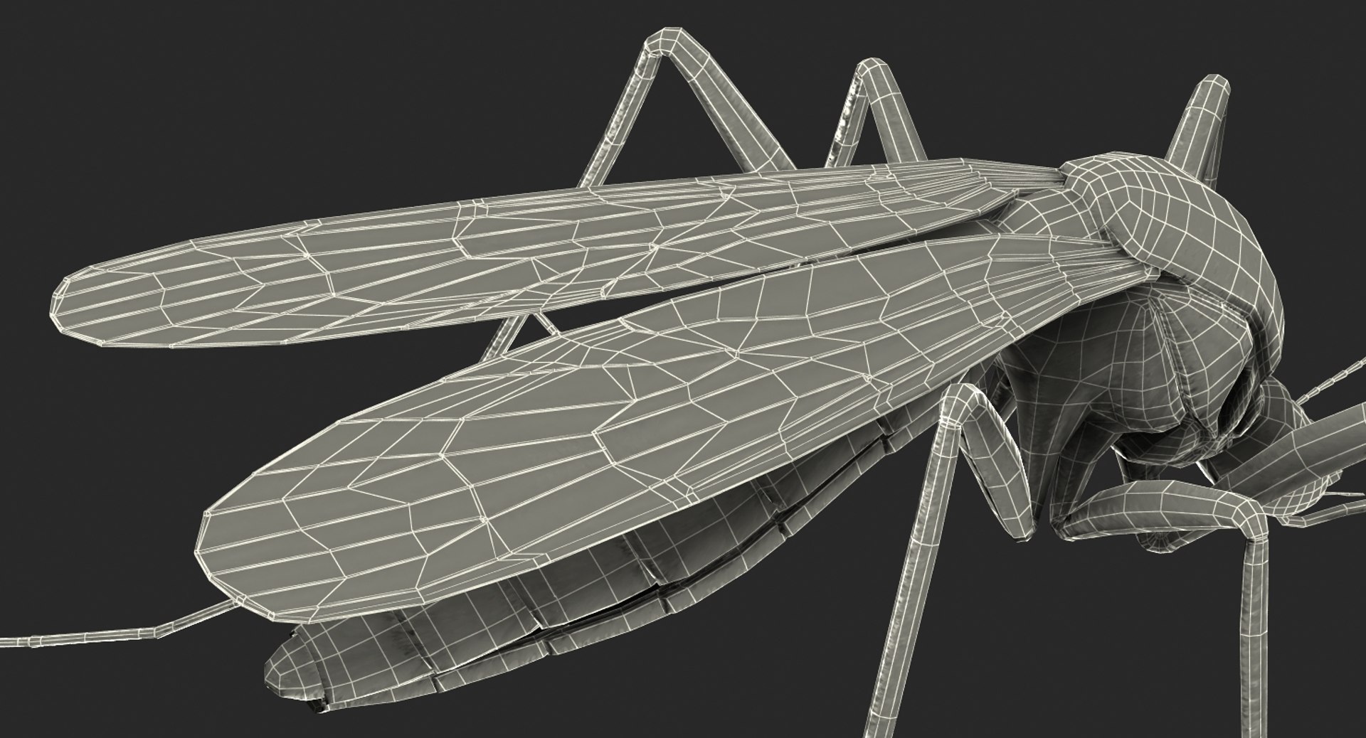 3d Mosquito Fur Model