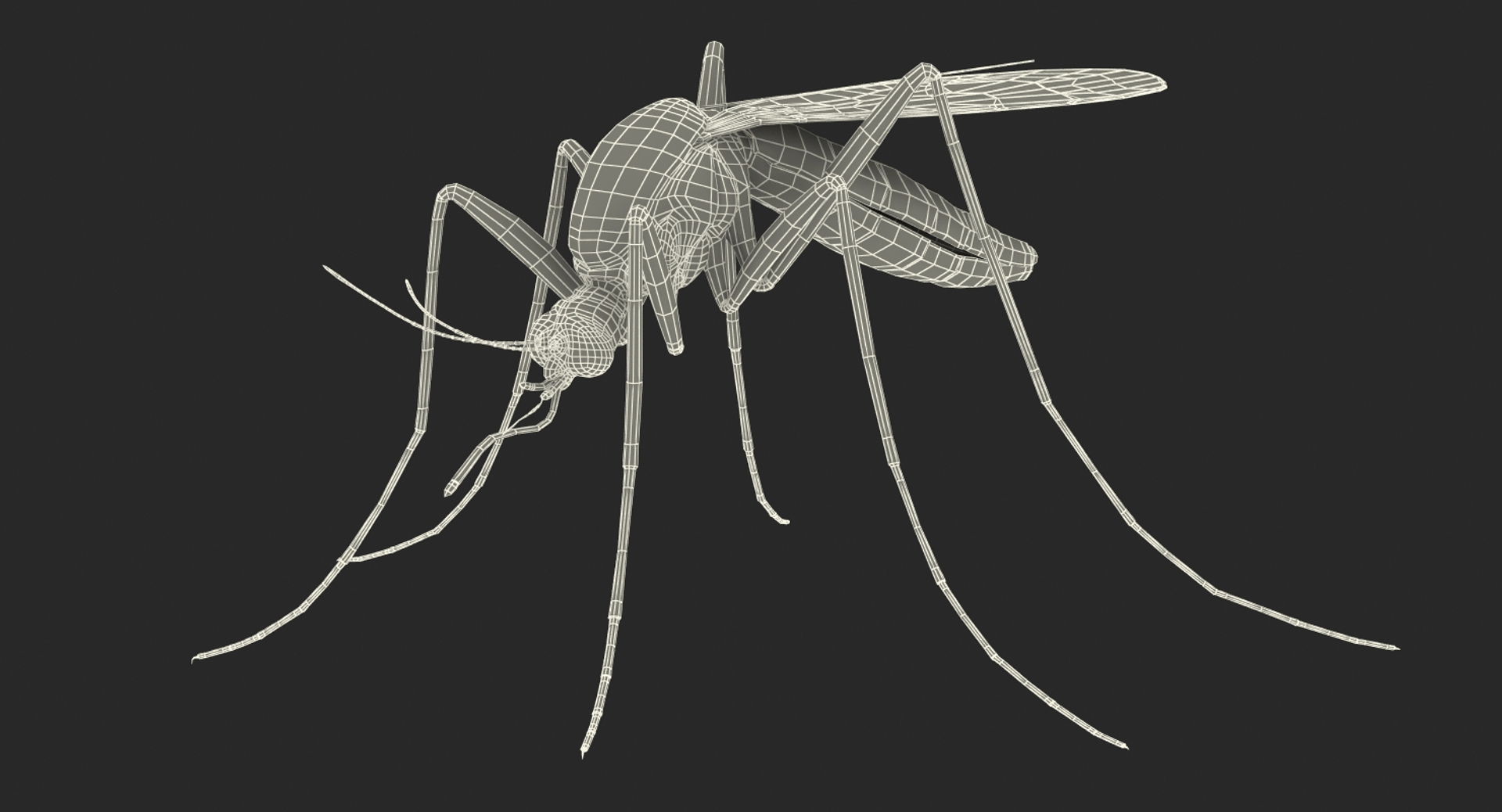3d Mosquito Fur Model