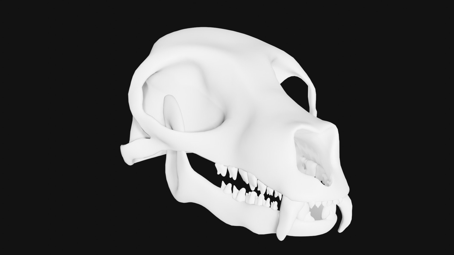 3D Lemur Skull - TurboSquid 1995925