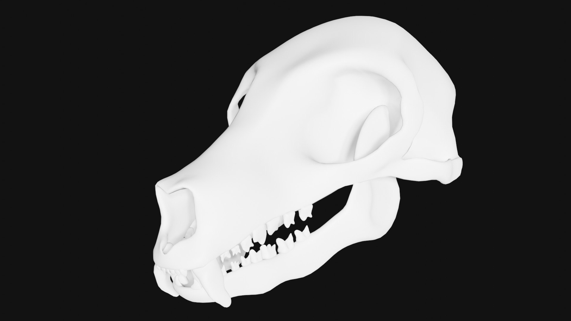 3D Lemur Skull - TurboSquid 1995925