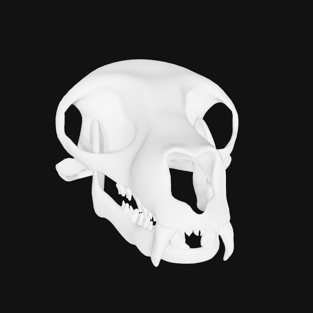3D Lemur Skull - TurboSquid 1995925