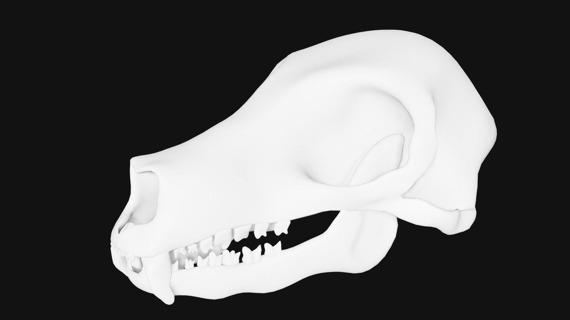3D Lemur Skull - TurboSquid 1995925