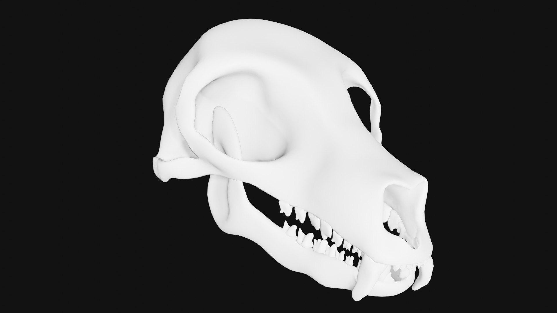 3D Lemur Skull - TurboSquid 1995925