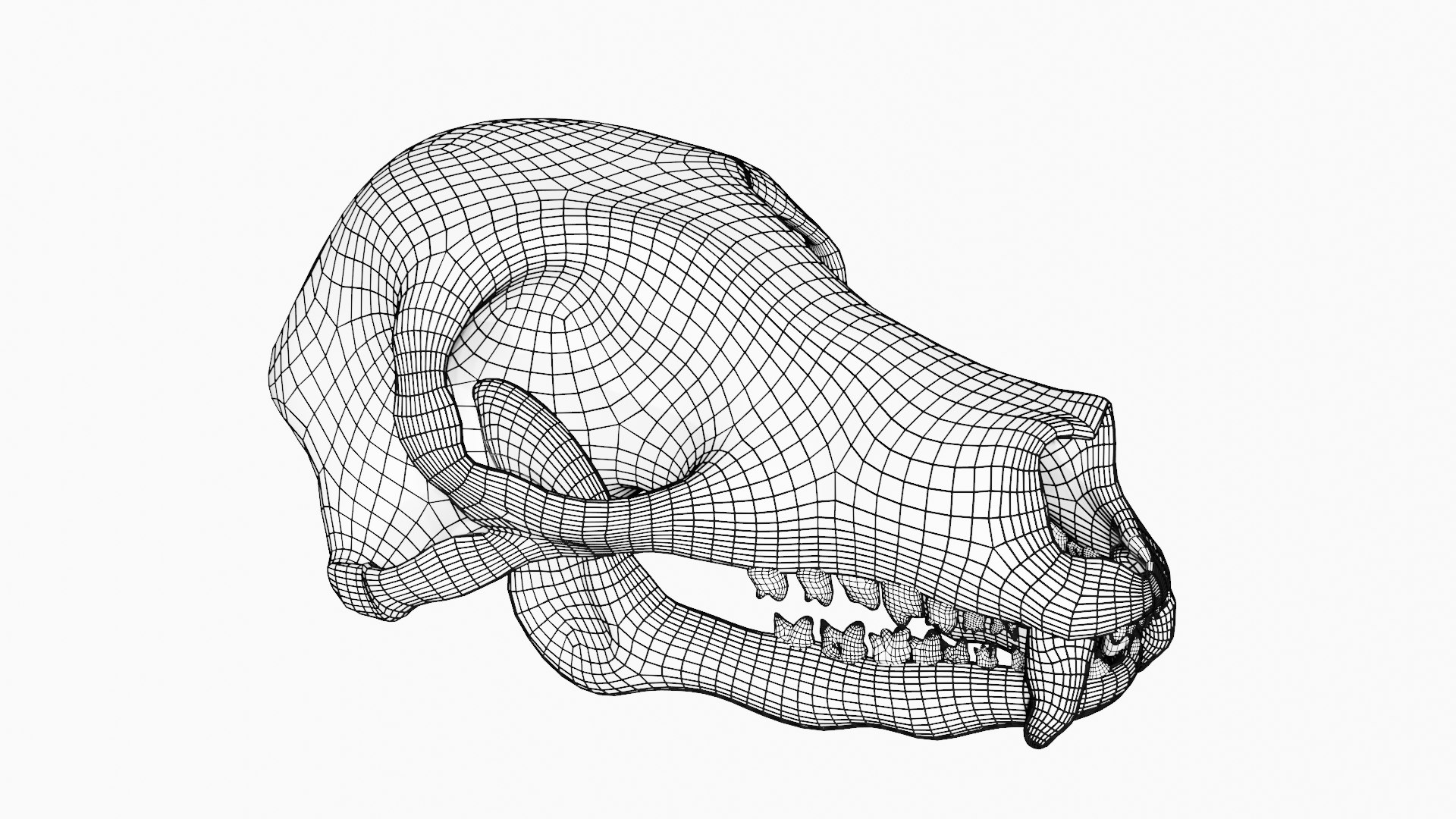 3D Lemur Skull - TurboSquid 1995925