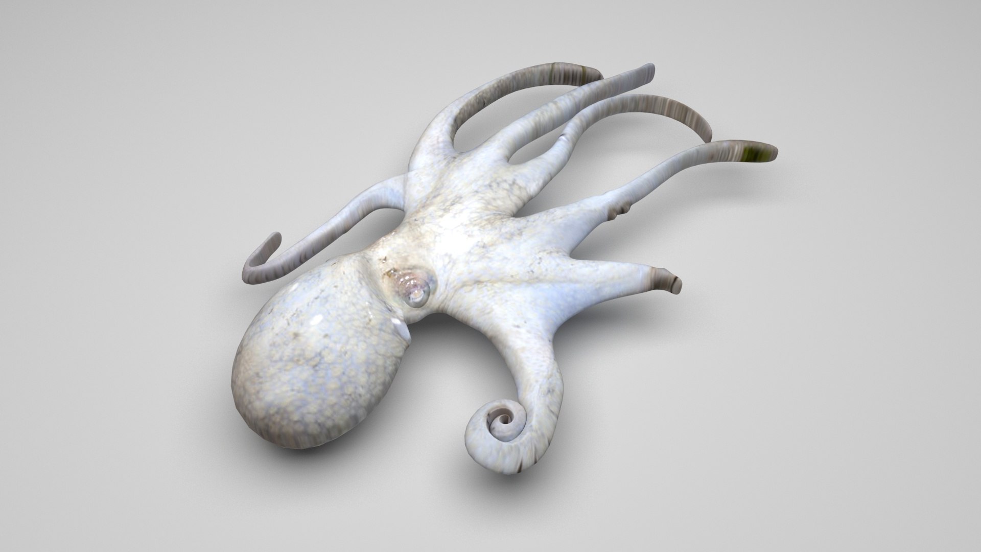 Octopus 3D Model - TurboSquid 1932041