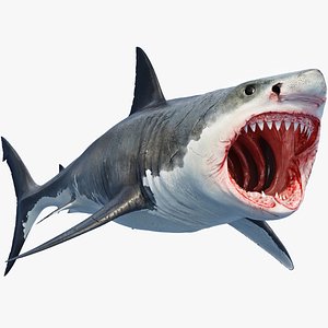 Download Free & Premium Shark 3D Models | TurboSquid