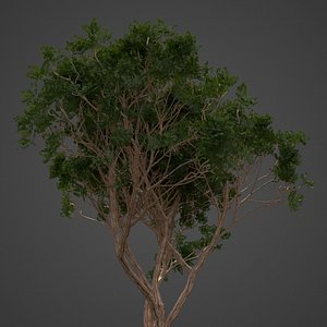 Free Blender Tree Models | TurboSquid