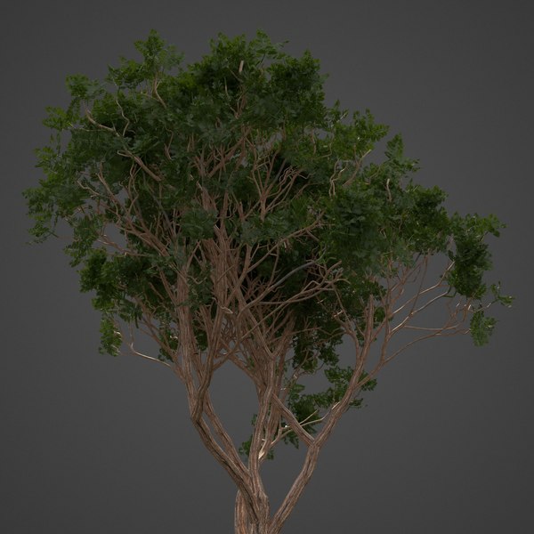 Free Blender Tree Models | TurboSquid