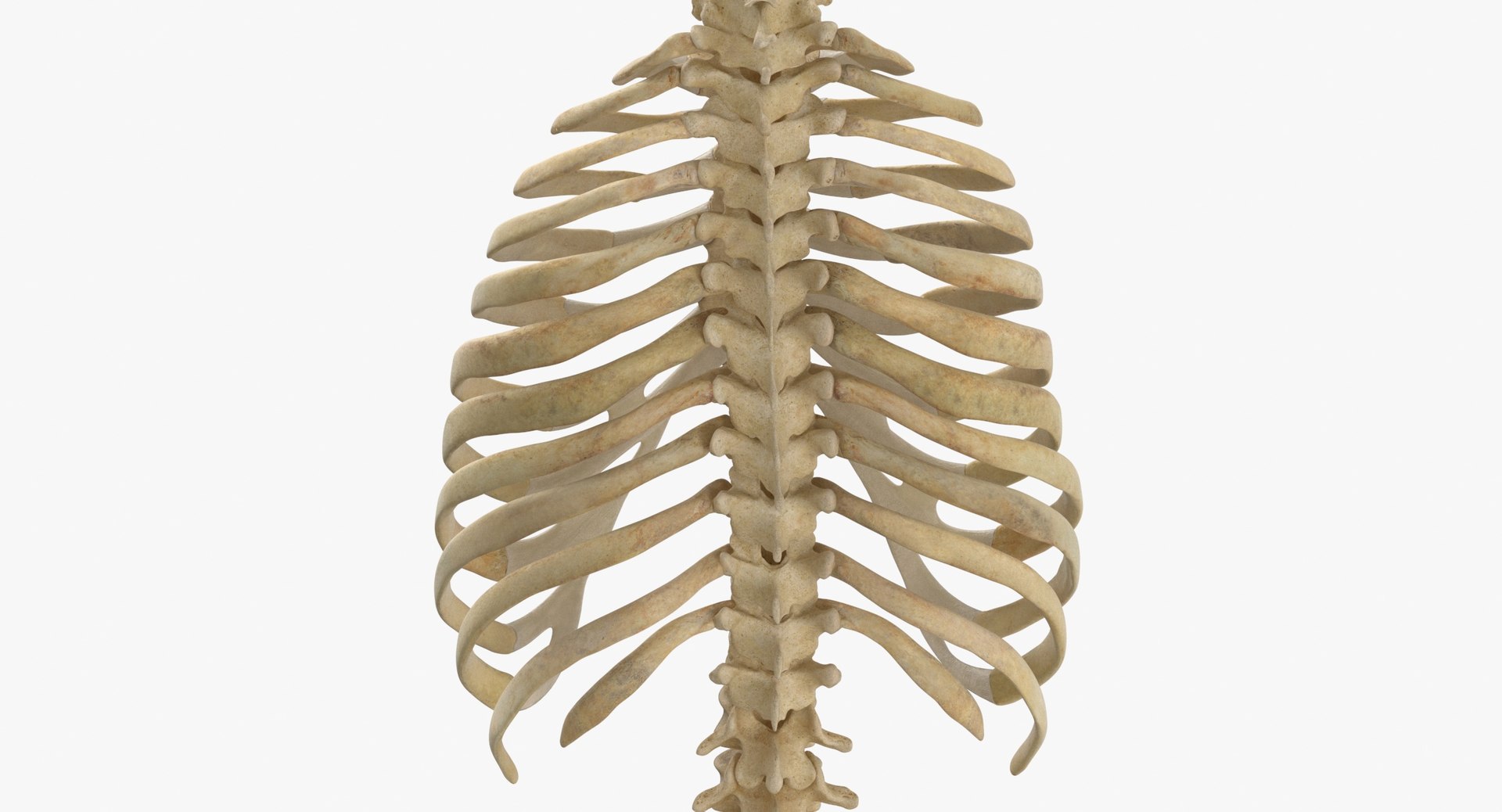 3D human rib cage spine - TurboSquid 1710985