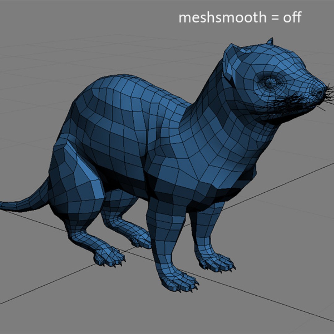 3d Model Ferret