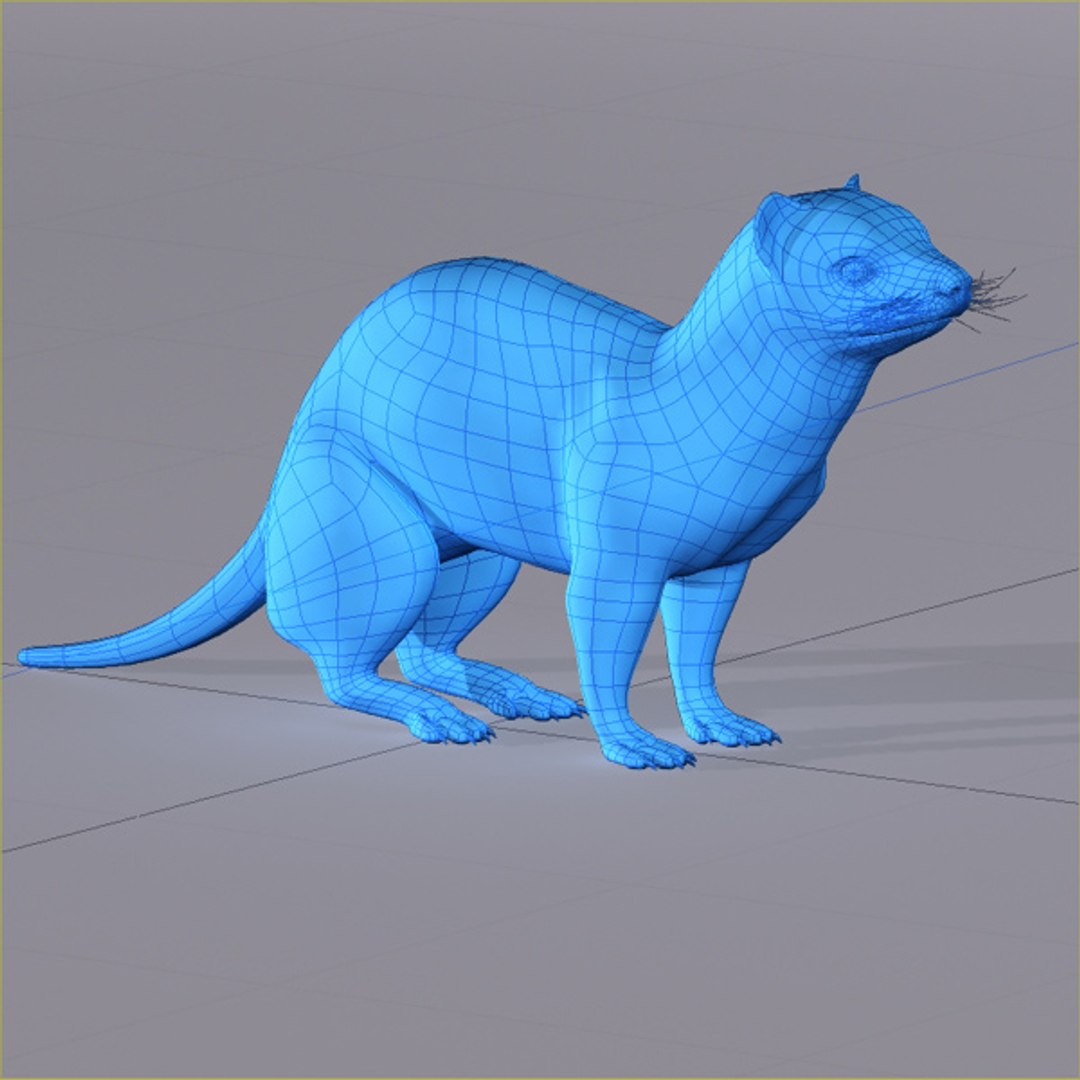 3d Model Ferret