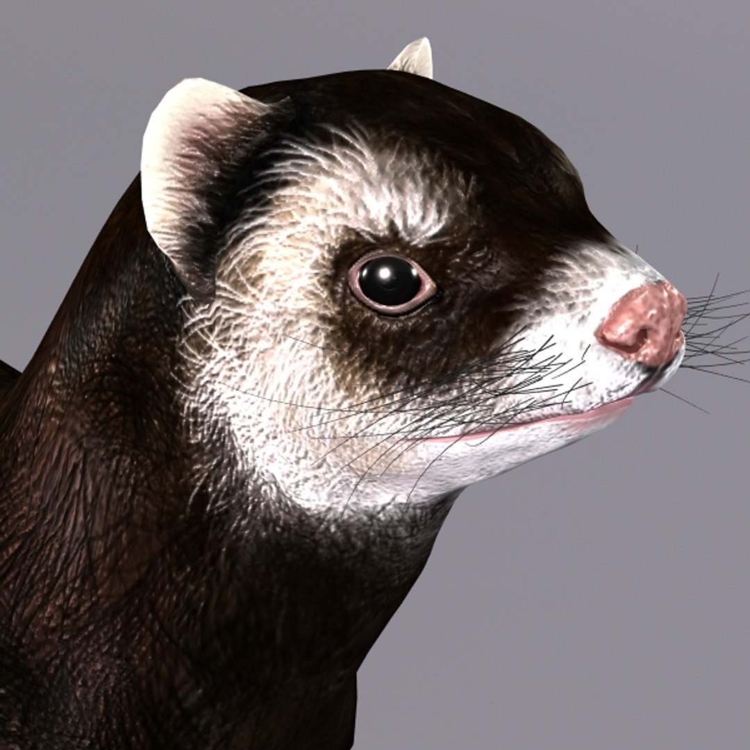 3d Model Ferret