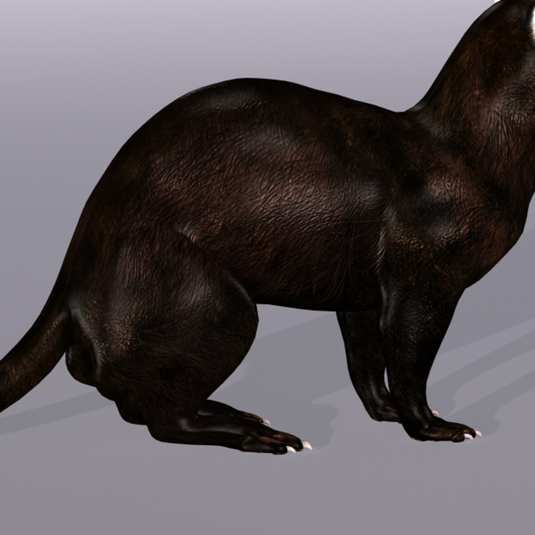 3d Model Ferret