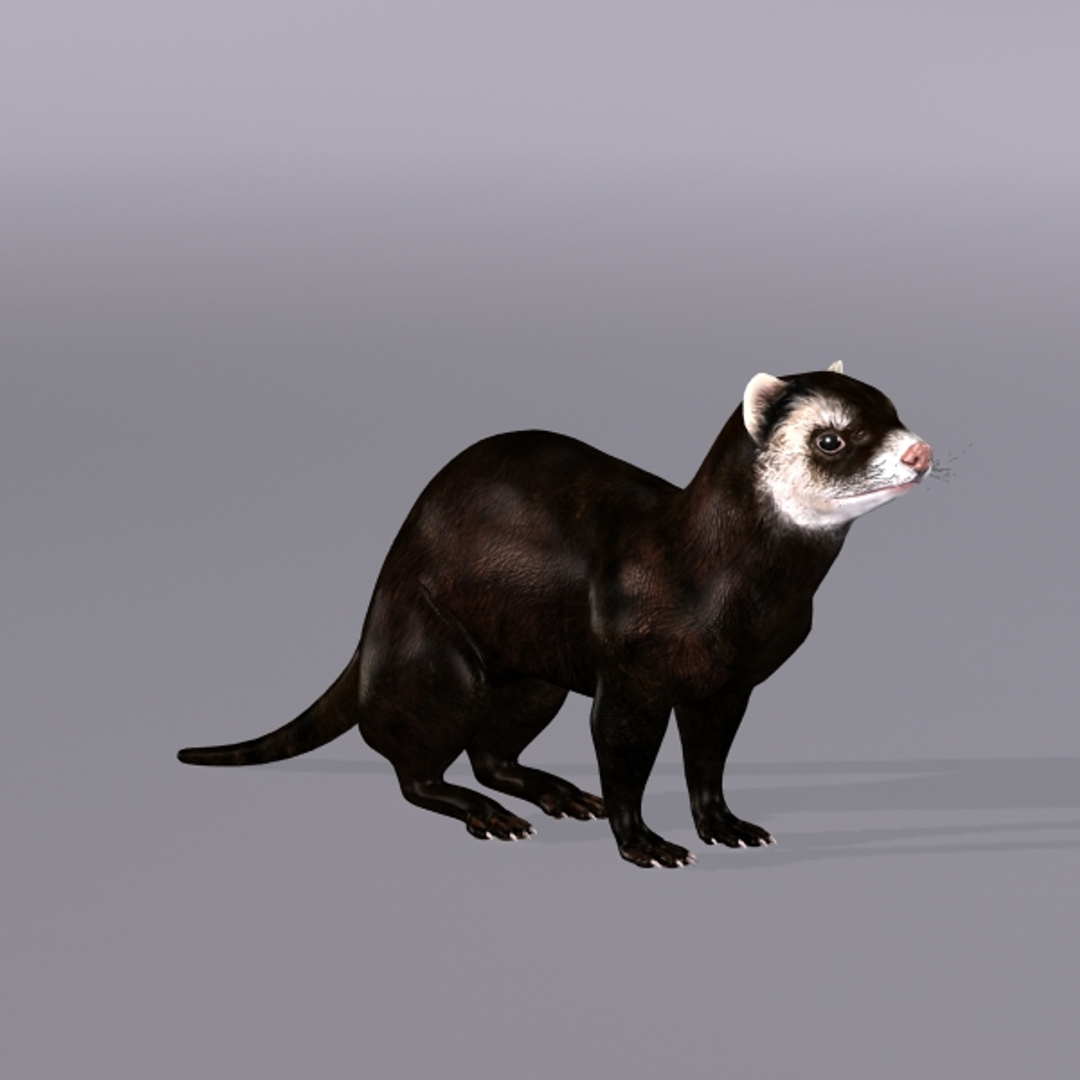 3d Model Ferret