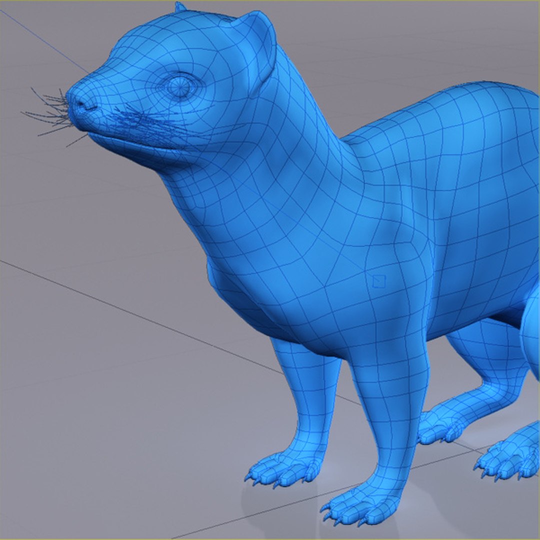 3d Model Ferret