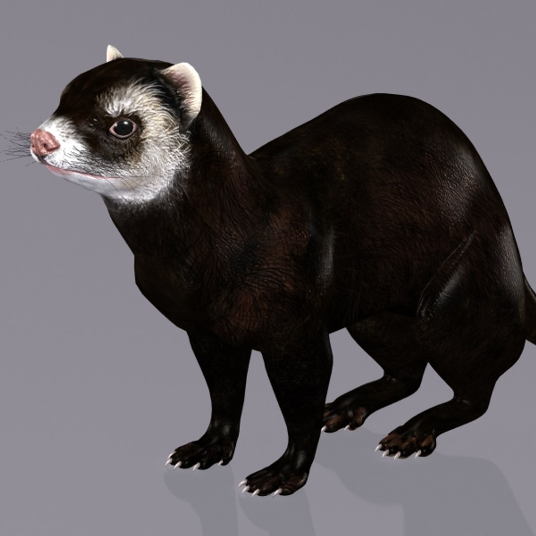 3d Model Ferret