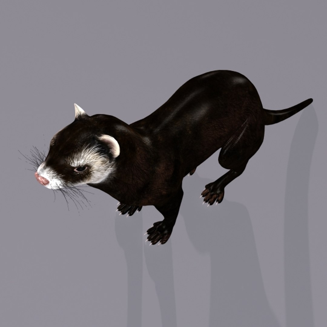 3d Model Ferret