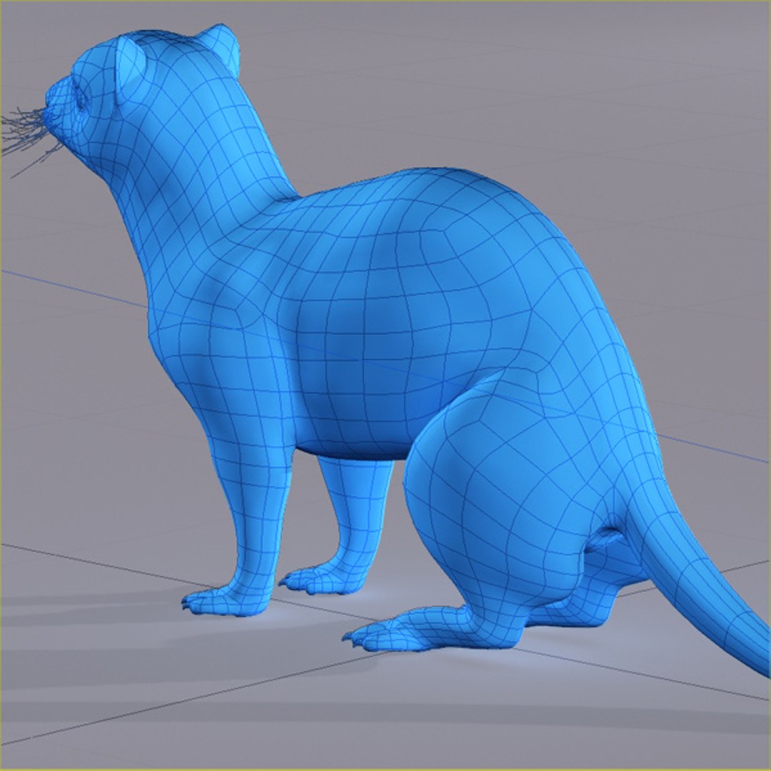 3d Model Ferret