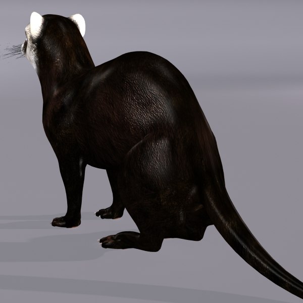 3d model ferret