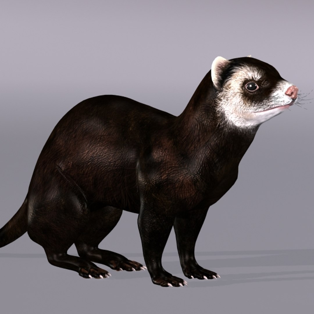 3d Model Ferret