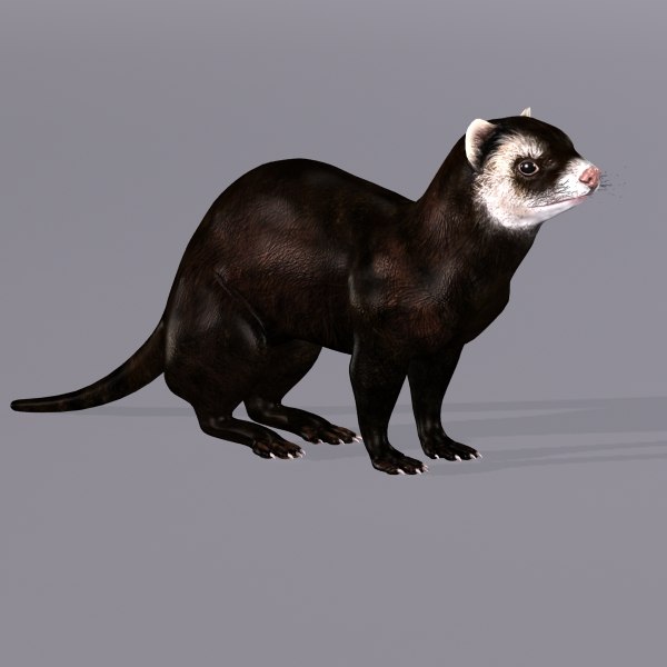 3d model ferret