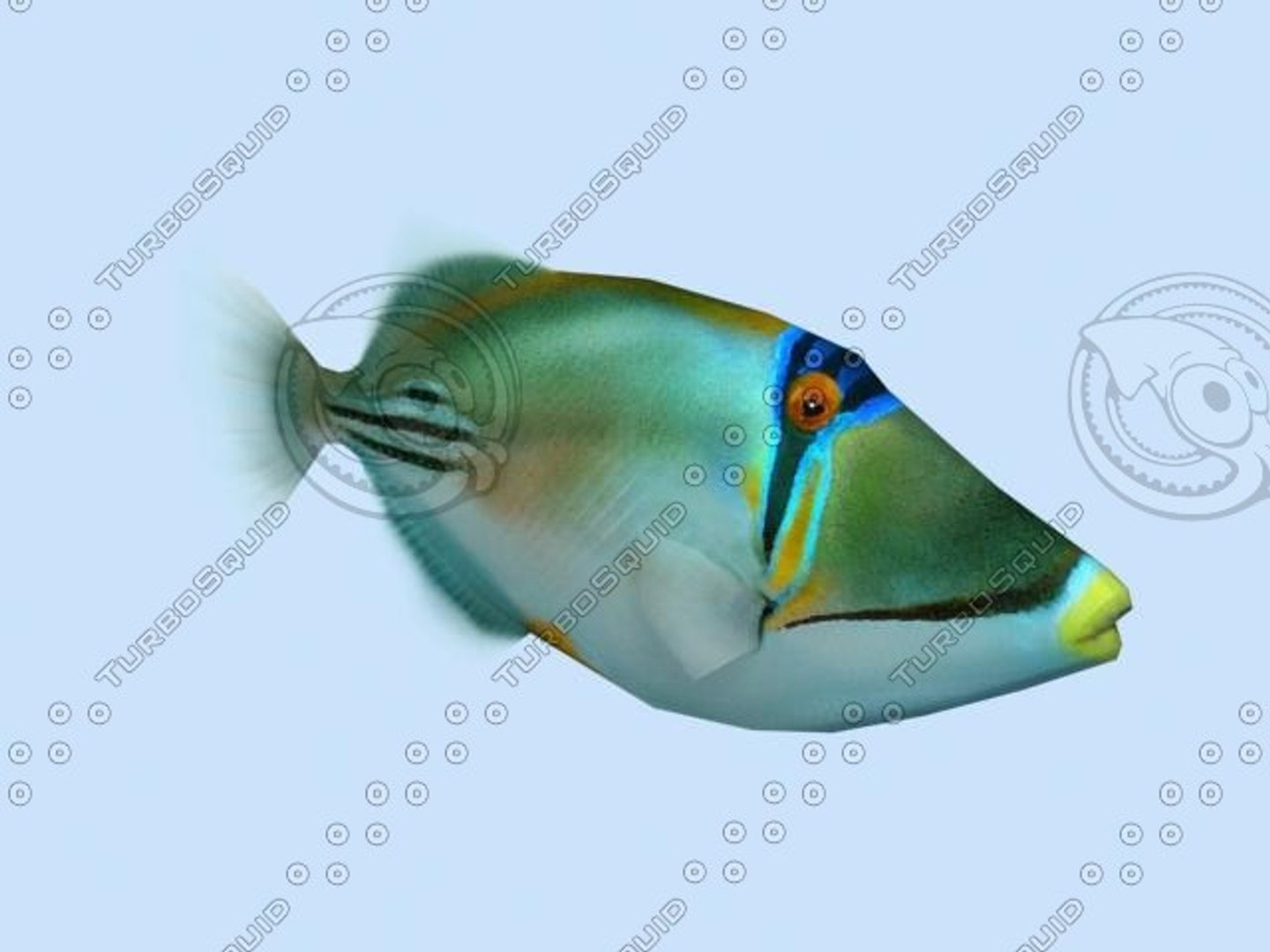 Max Picasso Triggerfish