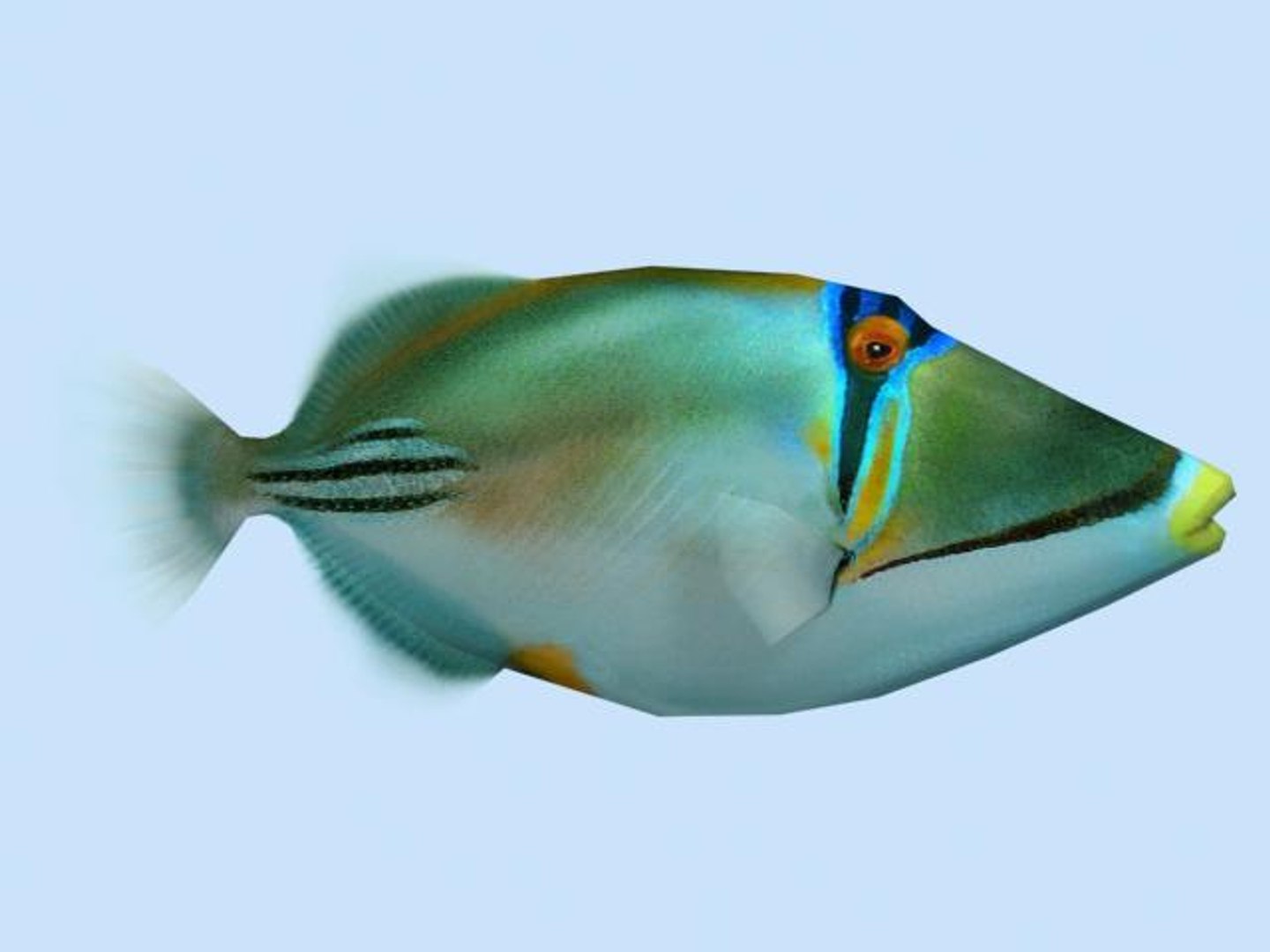 Max Picasso Triggerfish