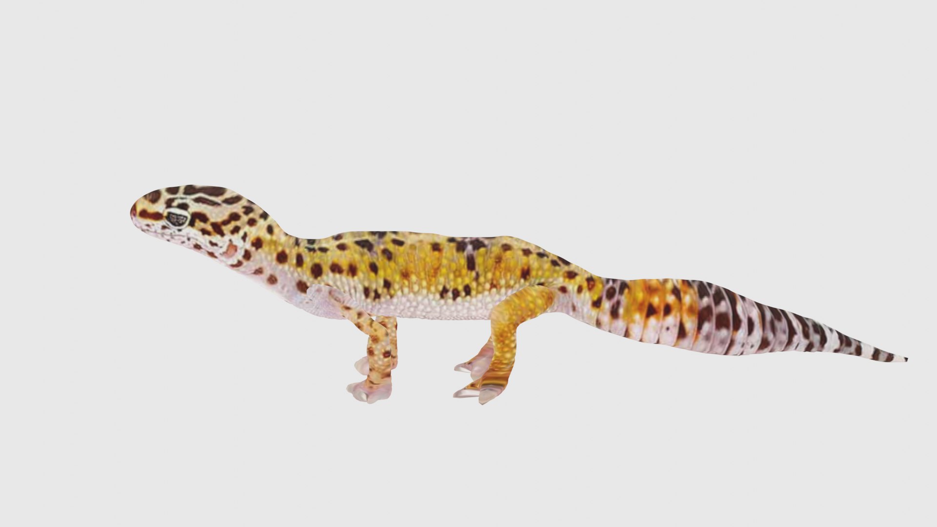 Low Poly Gecko Rigged With Realistic Texture model - TurboSquid 1876184